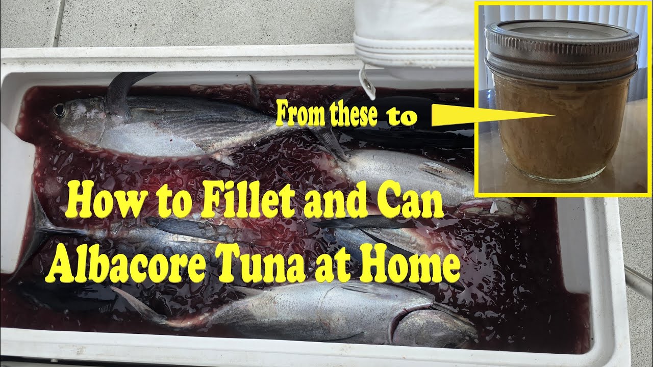 How to fillet and can tuna at home with pressure cooker - YouTube