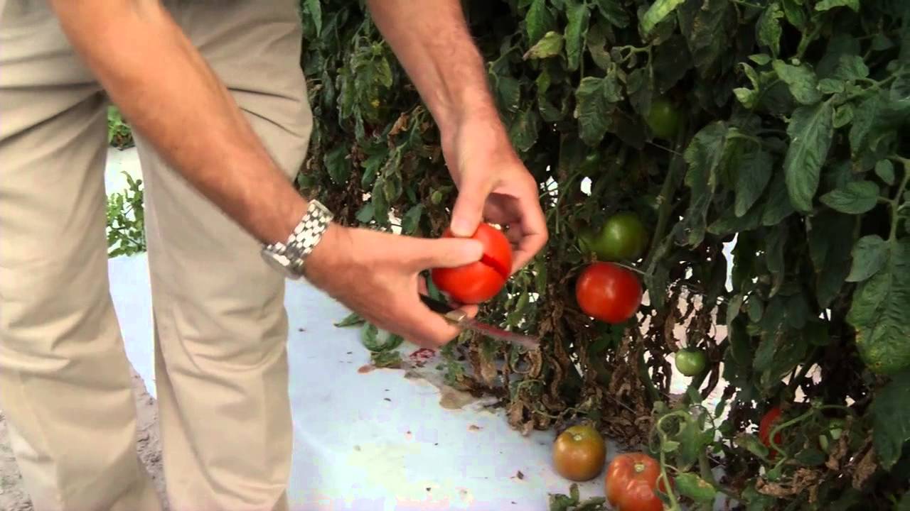 UF/IFAS Research Plant Breeding -Tomatoes - YouTube