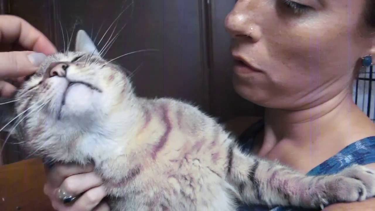 Neil: Friendly Lap Cat! - YouTube