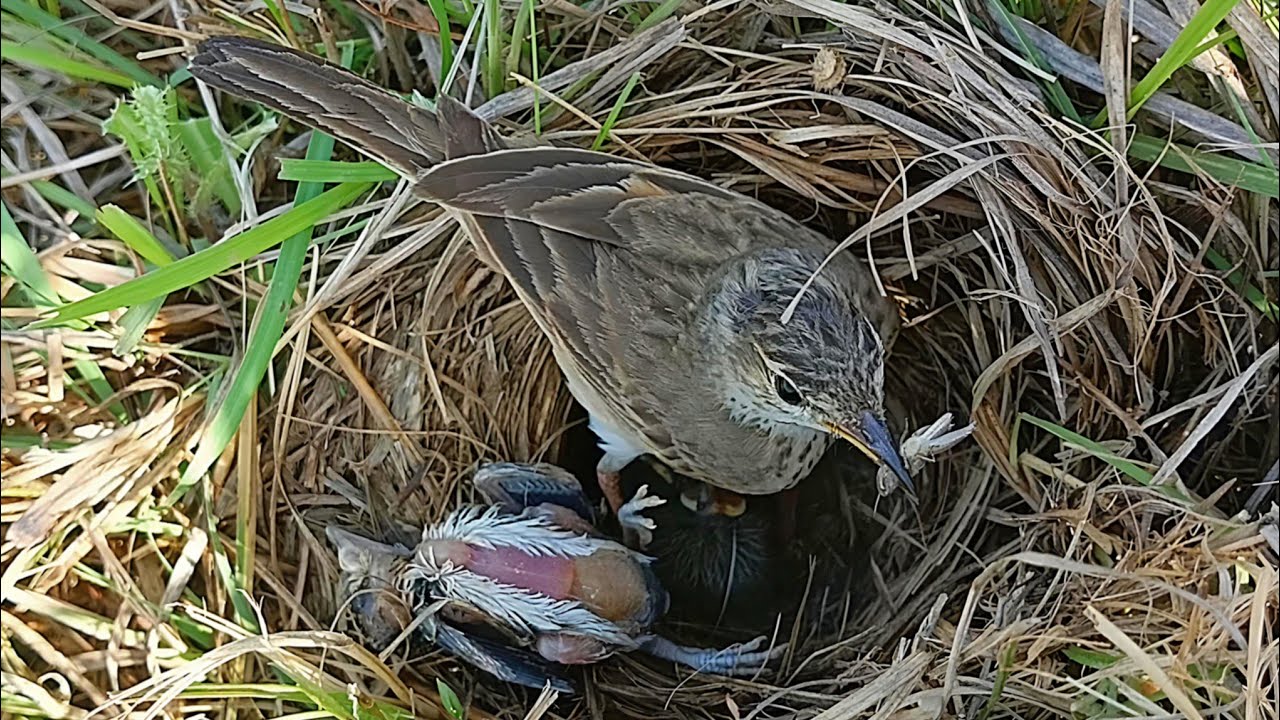 A baby Pipit bird died @BirdsofNature107 - YouTube