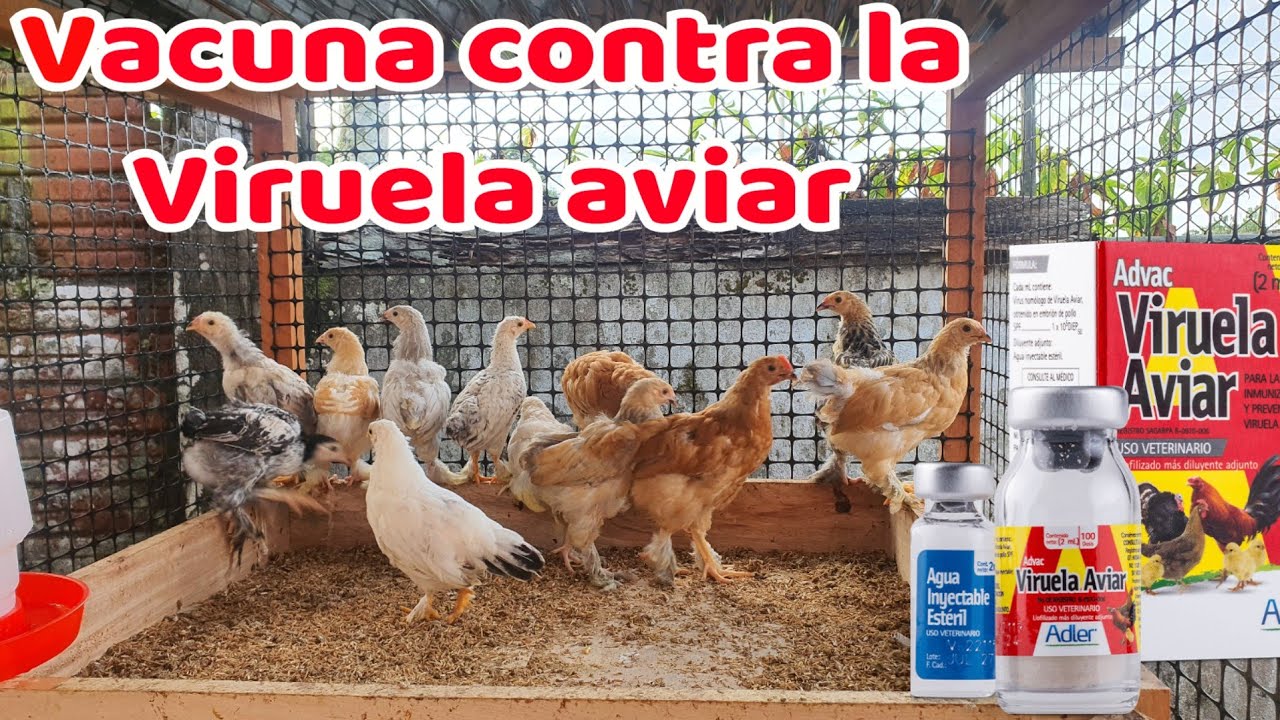 Vacuna contra la viruela aviar // segunda vacuna mas importante para ...