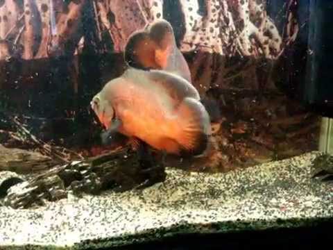 Oscar vs Oscar Fish Fight! - YouTube