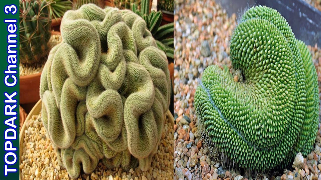 20 Cactus monstruo mas espectaculares - YouTube