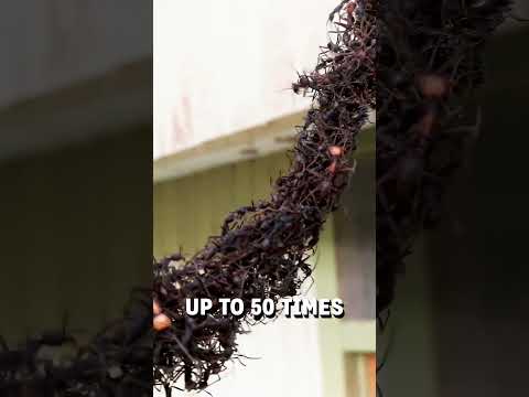 Army of ants build a bridge to invade a wasps nest! 👀🤯  -  🎥 Viralhog