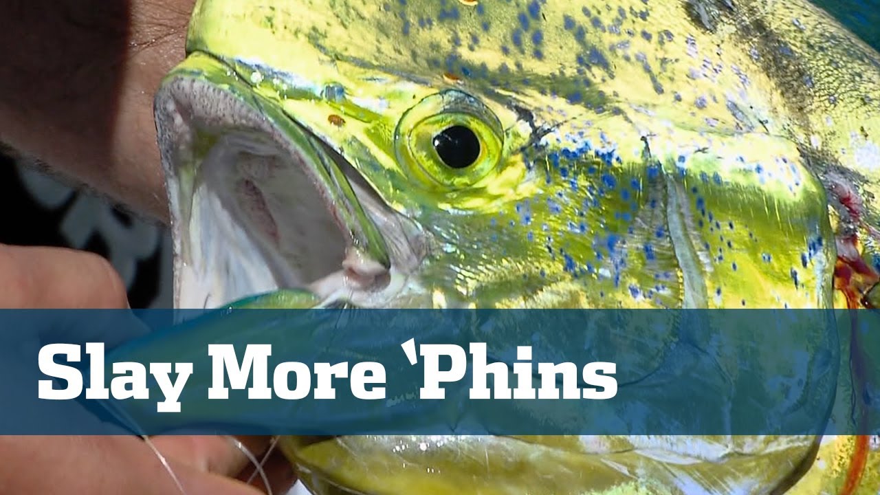 Dolphin Tackle Tips - Florida Sport Fishing TV - Sharpen Your Skill For ...