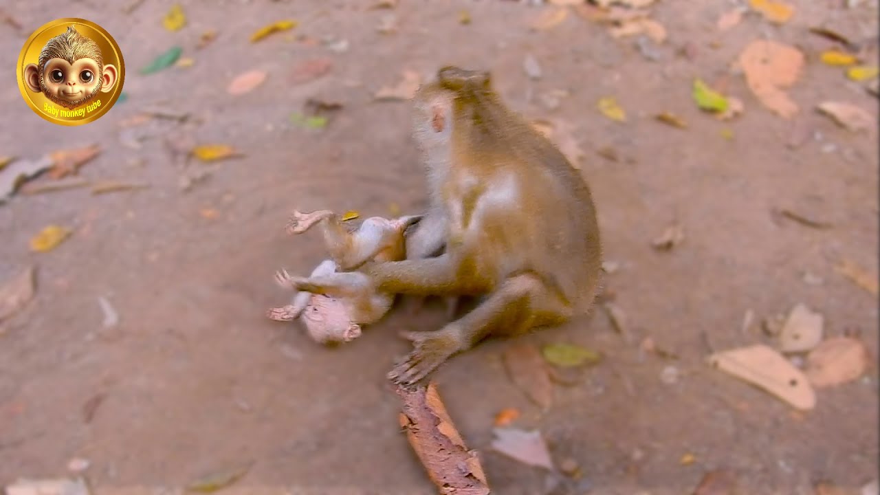 Sympathy for Baby Monkey Struggling Without Milk - YouTube
