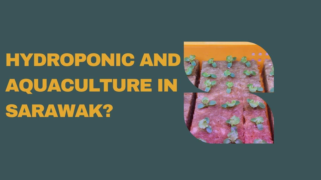 Toclan Borneo: The Hydroponic Revolution - YouTube