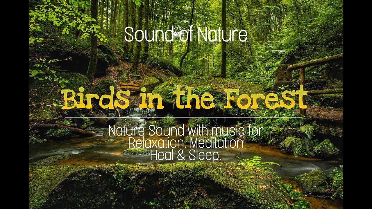 Forest sound with music HD - YouTube