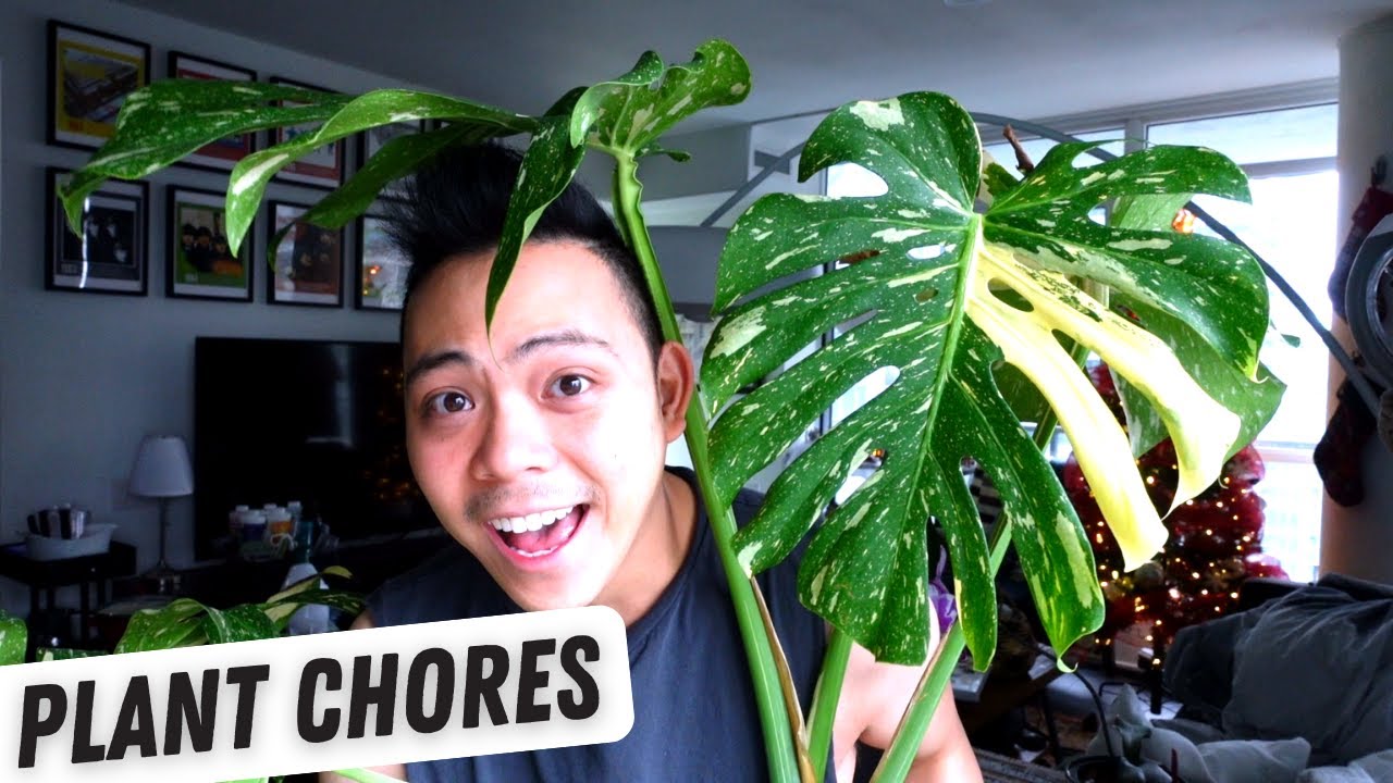 propagating monstera thai con, air layering updates, philodendron jose ...