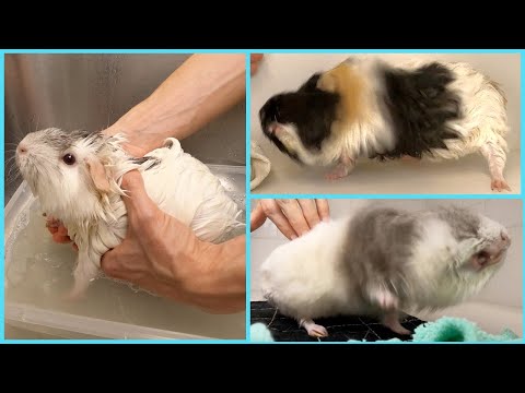 5 things that happen when you bathe guinea pigs