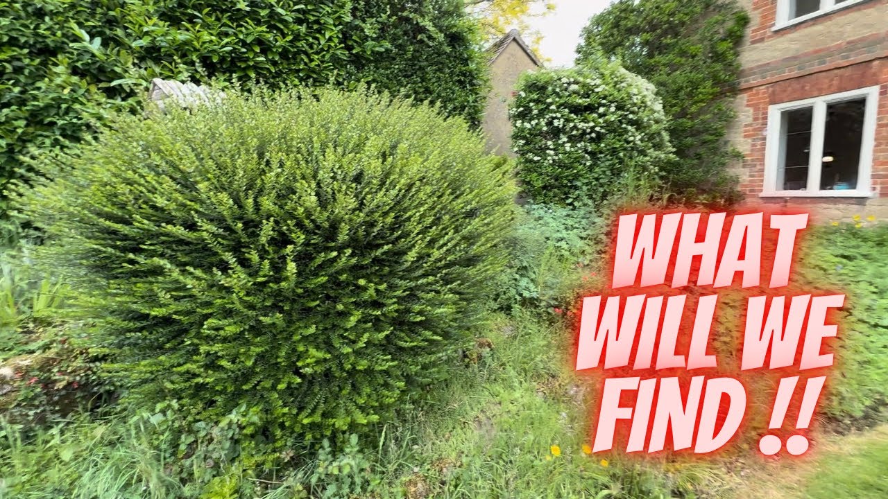 Overgrown borders and HIDDEN AREA’s need exposing in HUGE GARDEN!!! # ...