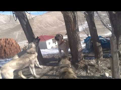 İki zıt köpeği yan yana getirdim, yavrular ortalığı karıştırdı, birbirini göre göre alışacaklar.