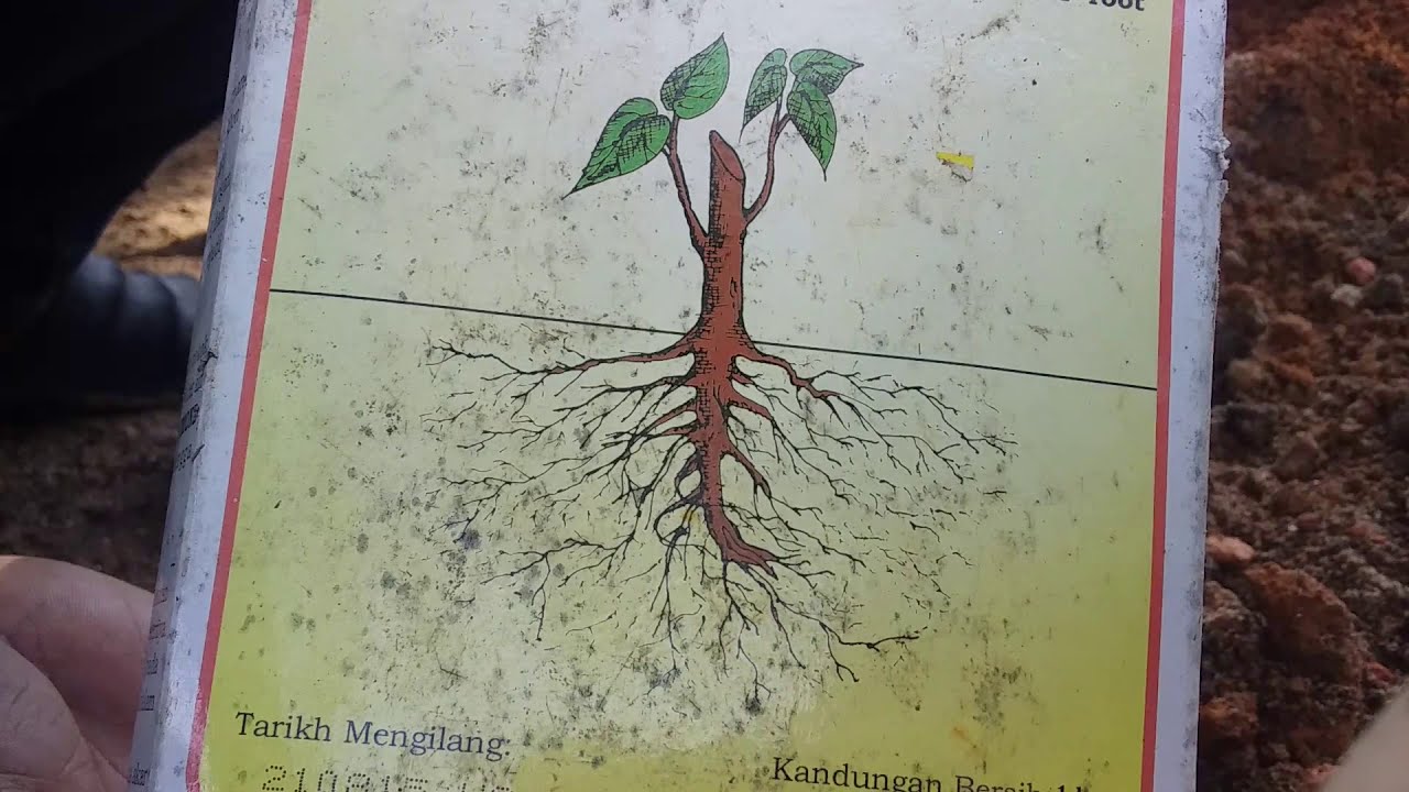 inilah jenis obat perangsang akar yg harus digunakan ketika melakukan ...