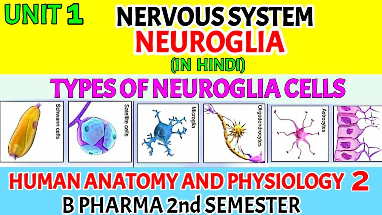 Neuroglial Cell Types By Location And Basic Function||, 52% OFF Neuroglial Cell Types By Location And Basic Function||, 52% OFF