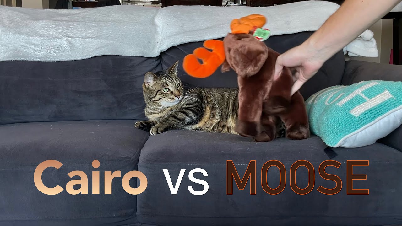 Moosing Around with Cairo The Moose - YouTube
