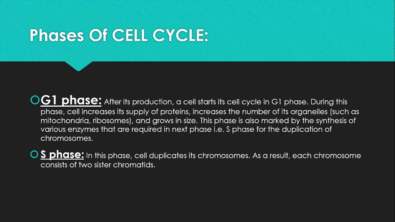 Cell Cycle (class 9) - YouTube