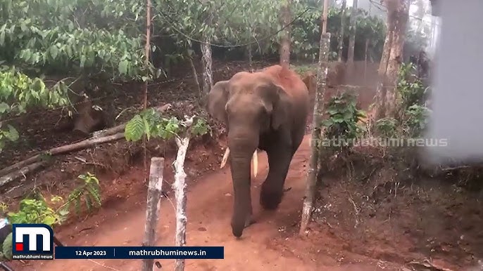 Kerala Elephant Attack Youtube