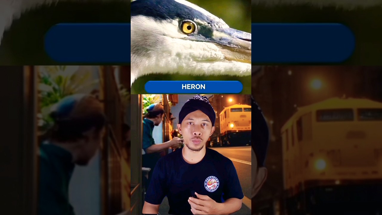 BANGAU MEMANGSA ANAK PENYU#animals #animal #predator - YouTube