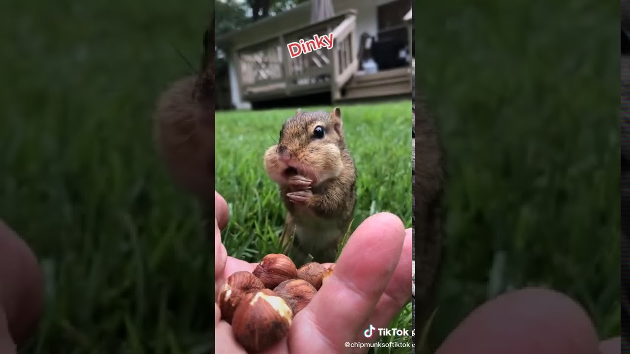 ESQUILO COMENDO NOZES NA MÃO - YouTube