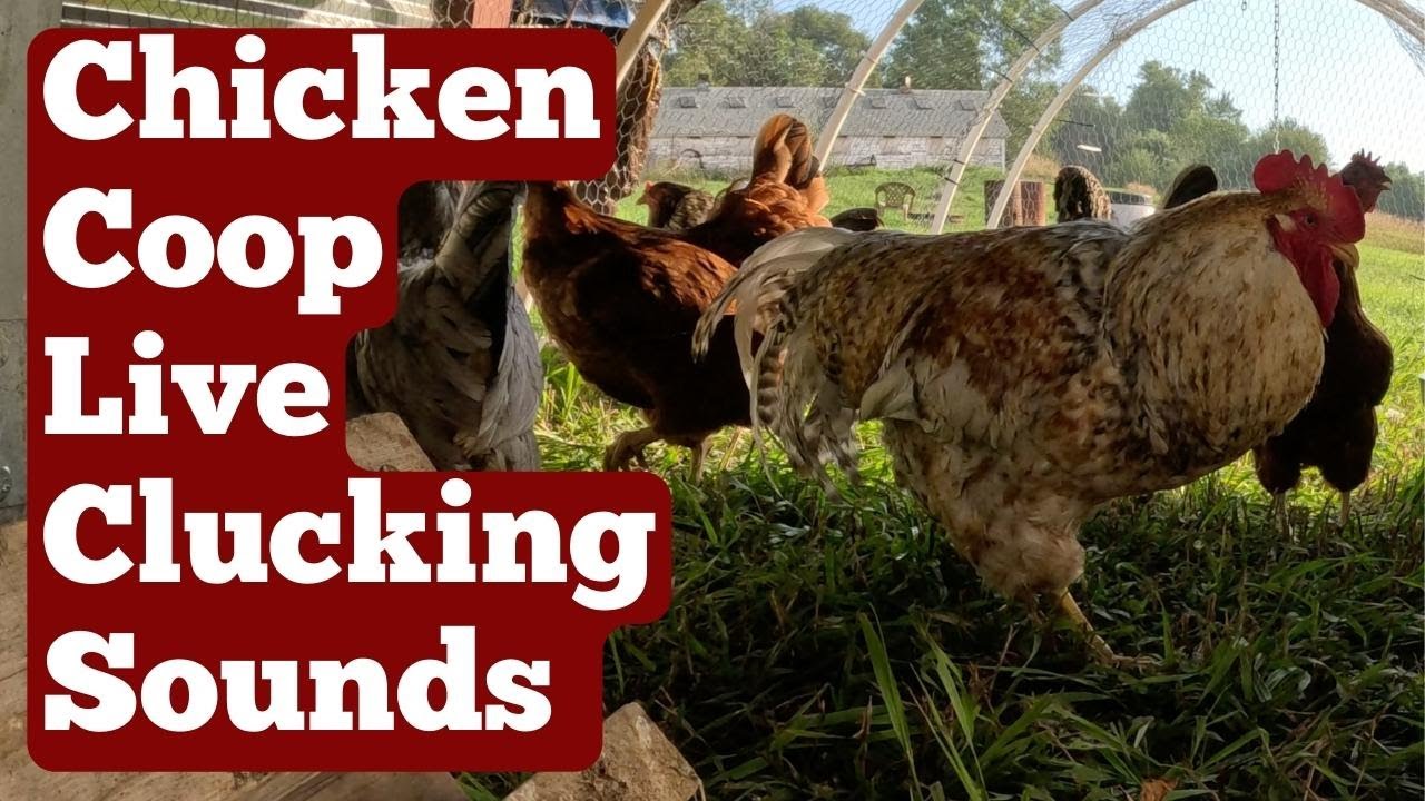 Chicken Coop Live Clucking Sounds Rooster Crows Relaxing ASMR Video ...