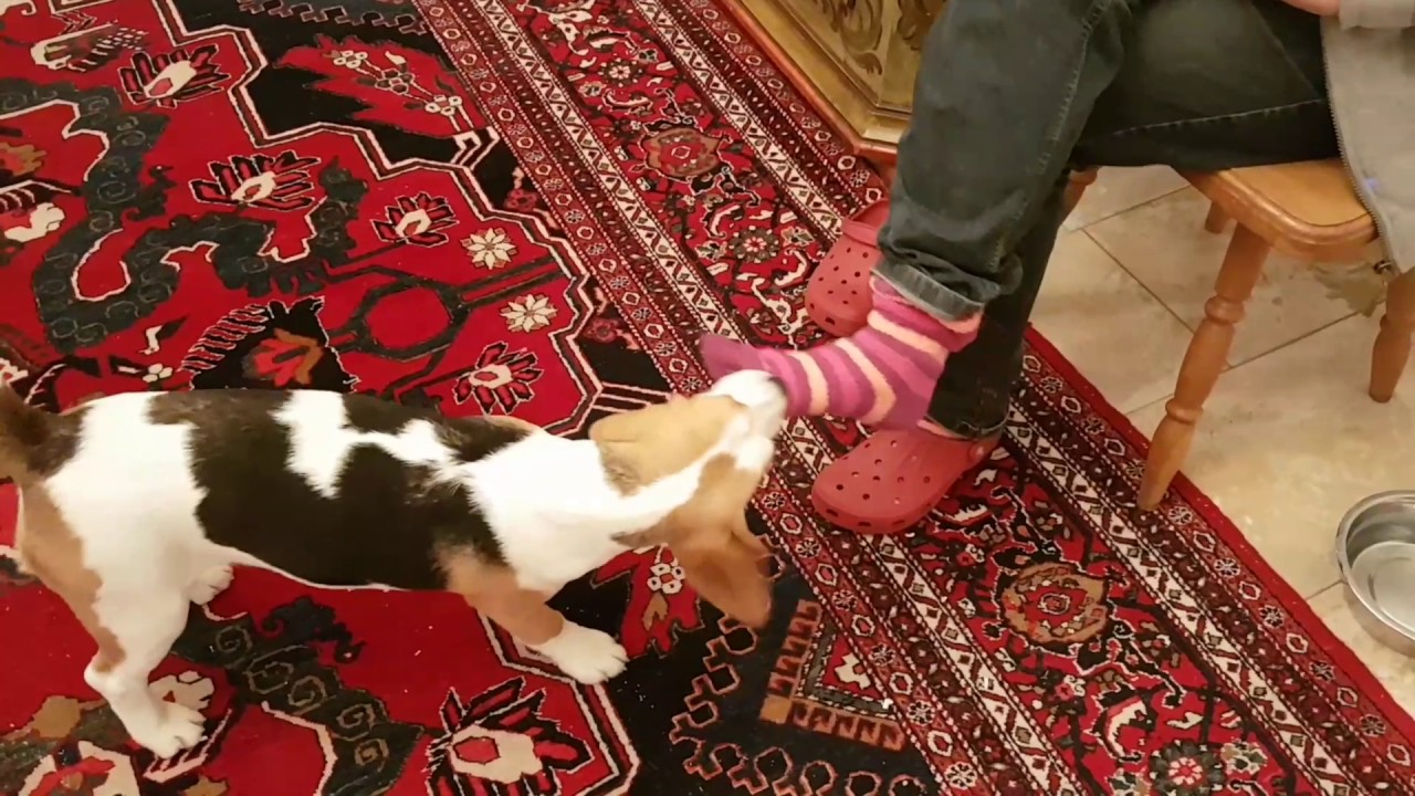 Beagle Amanda: Socken ausziehen - YouTube