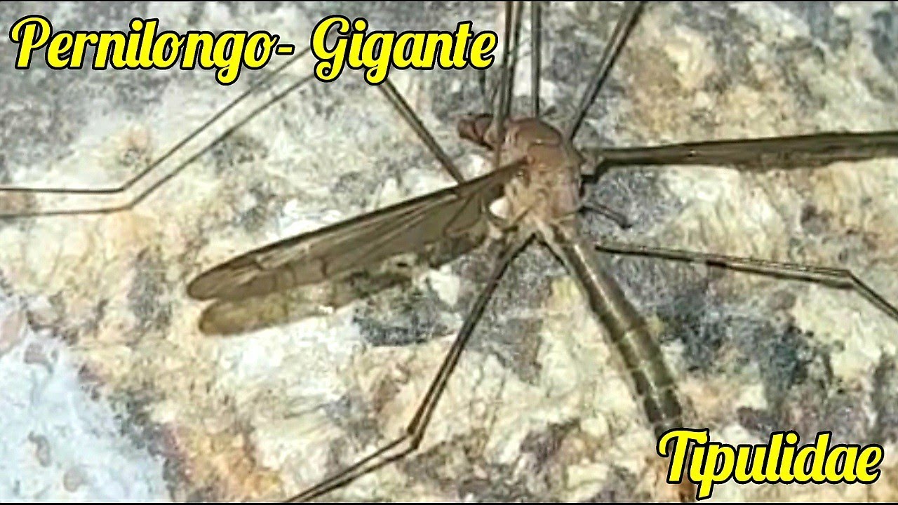 Mosquito- gigante ou pernilongo- gigante (Tipulidae), conheçam suas ...