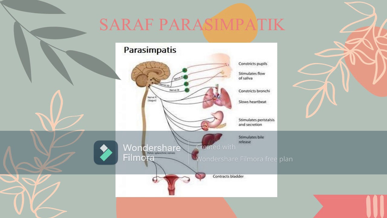 Perbedaan Saraf Simpatik & Parasimpatik Kelompok 4 Anatomi dan ...