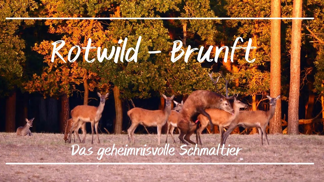 Rotwild Brunft - Das geheimnisvolle Schmaltier - Wildlife Video - YouTube