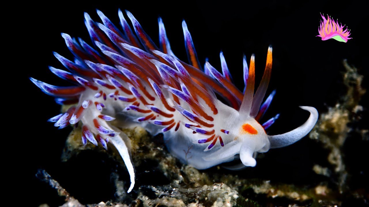 Are nudibranchs poisonous to humans?#Nudibranch #short - YouTube