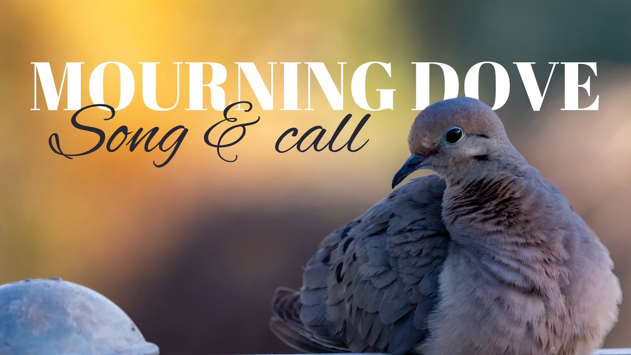 Mourning Dove - Song & Call - YouTube