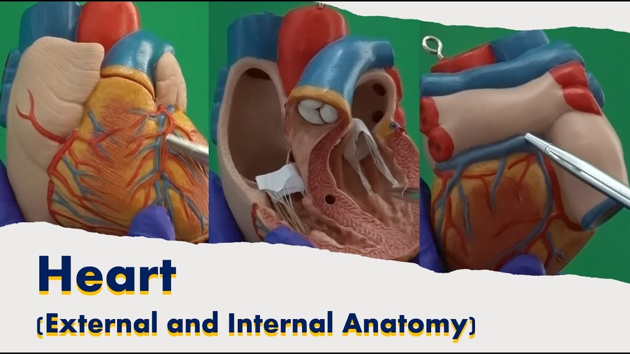 Heart (External and Internal Anatomy) - YouTube