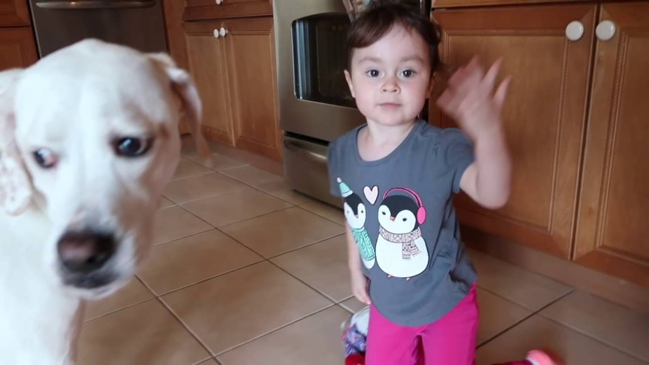 Dog Chases Toddler and then ... - YouTube