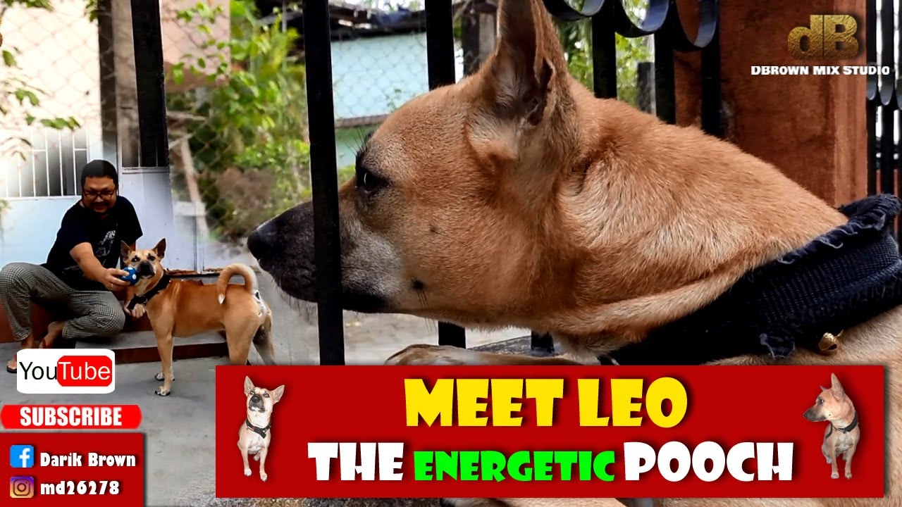 Meet Leo l The Energetic Pooch - YouTube