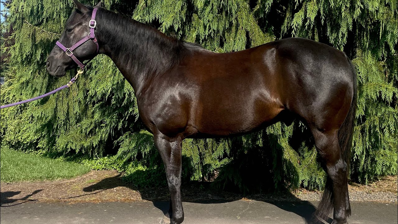 SOLD — 𝐉𝐚𝐬𝐩𝐞𝐫 - 13yr gelding - 2D-3D - YouTube