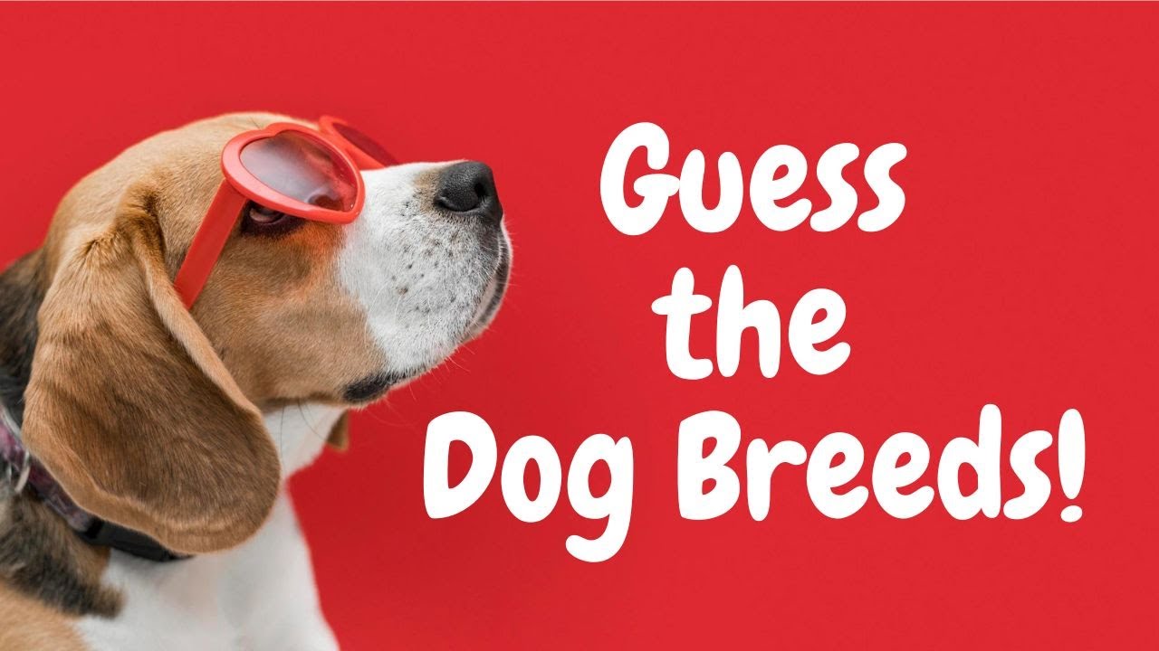 【Fun Quiz】Guess the Dog Breed Quiz 2! - YouTube