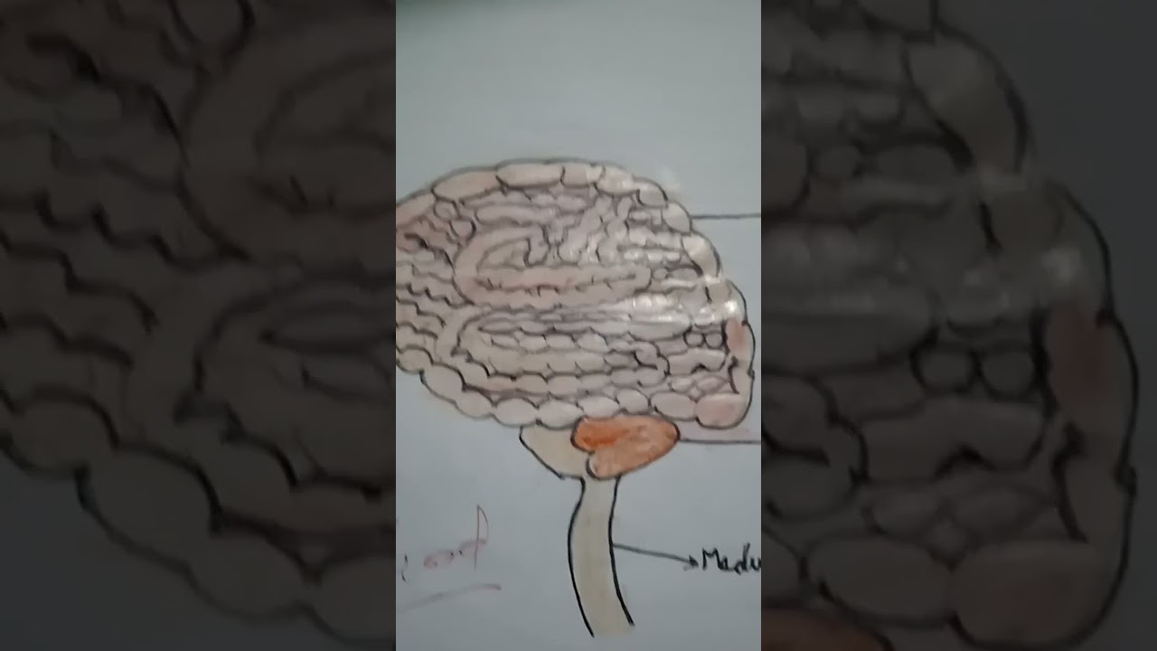 part of human brain - YouTube