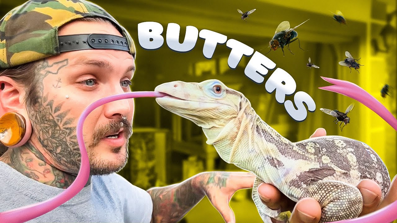 Enclosure Upgrade! For BUTTERS my Albino Water Monitor! - YouTube