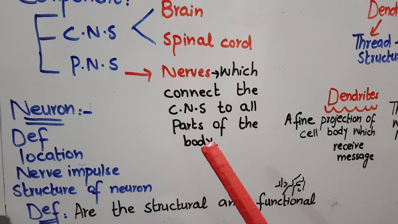 Class 8th Science lecture#1 (Nervous System, Structure of Neuron) - YouTube