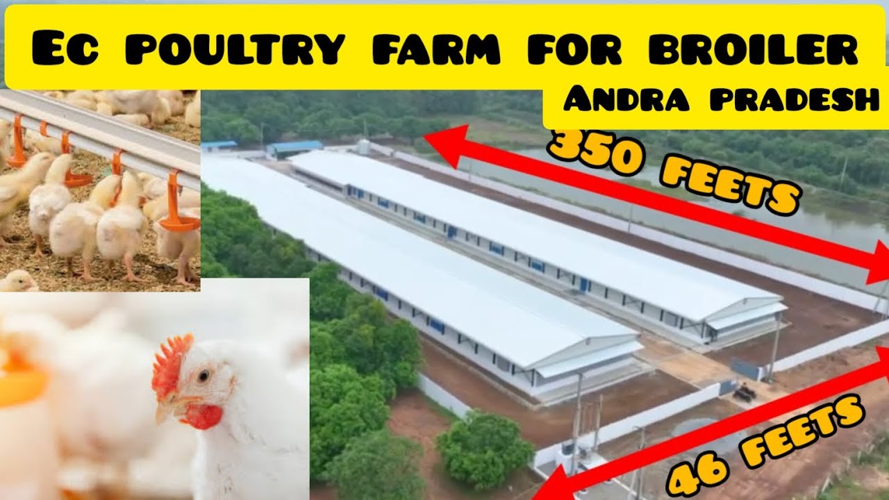 EC POULTRY : BROILER - YouTube