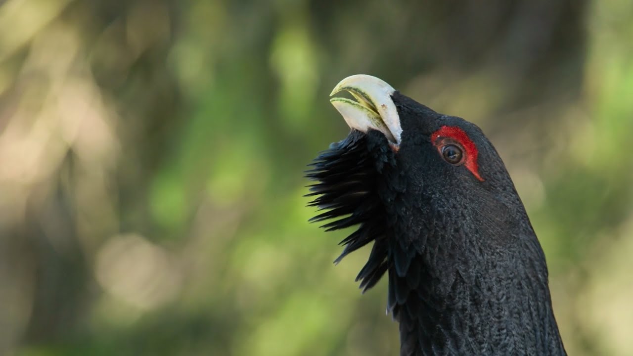 22. MAFF | Welcome to the Forest - Mind the Gap - trailer - YouTube