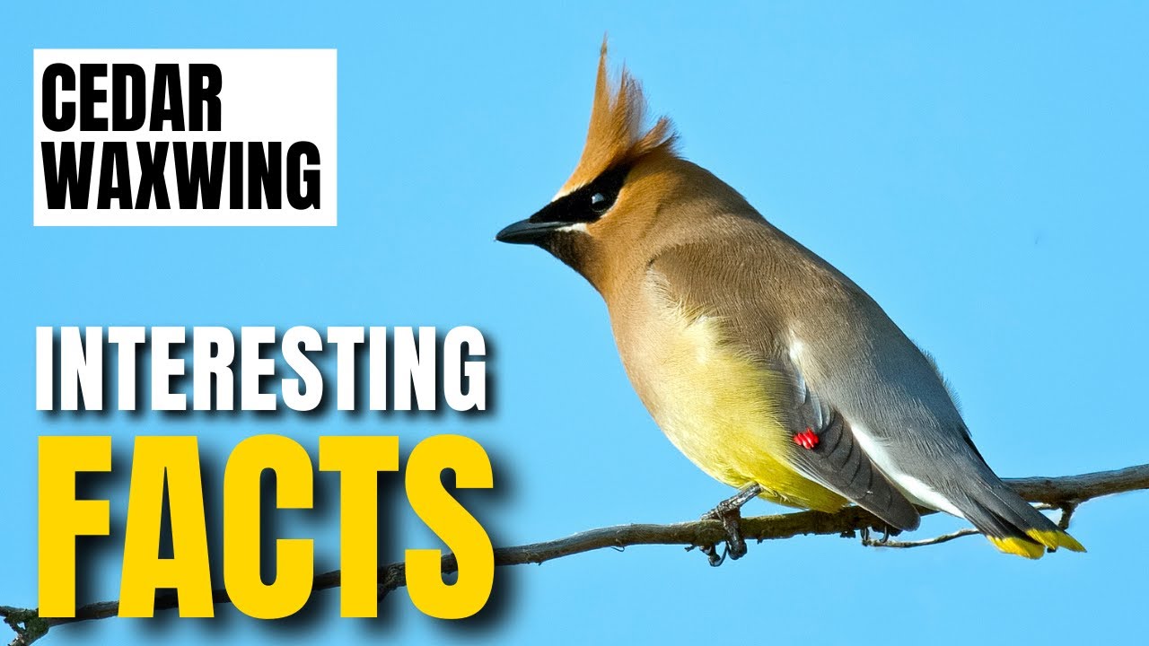 Exploring the Fascinating Facts of Cedar Waxwing | Interesting Facts ...