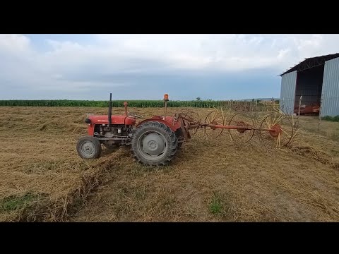 Sakupljanje deteline na redove suncem - IMT 533 i IMT sunce (grablje ...