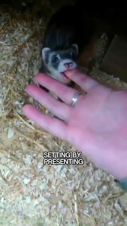 Why You Should Follow Your Ferret To Its Nest 🐿️ | #shorts #facts # ...