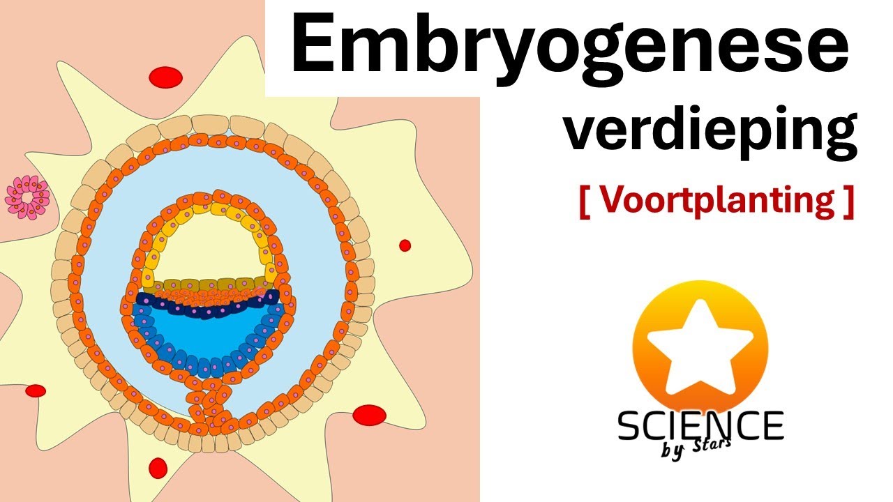 Embryologie: Van zygote tot embryo (week 1 - 4) [ Voortplanting ] - YouTube