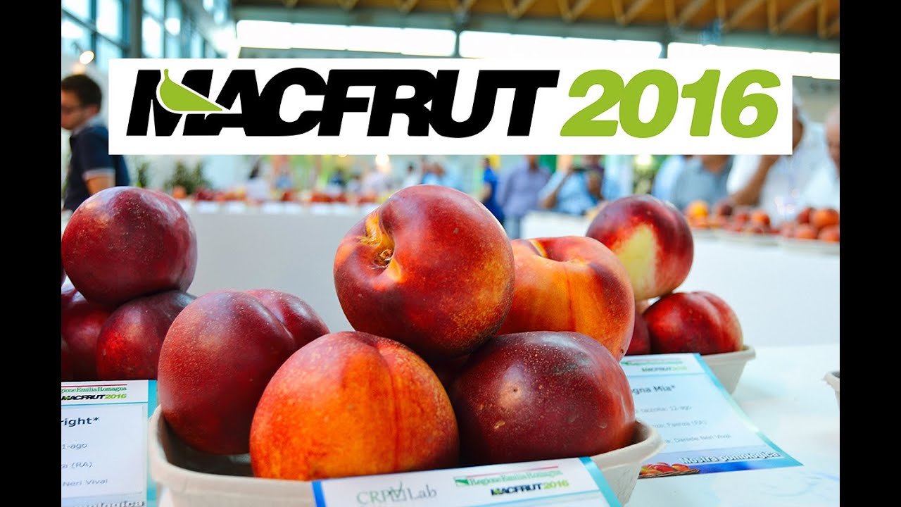 Macfrut expo 2016 - Fruit & veg professional show - Rimini - YouTube