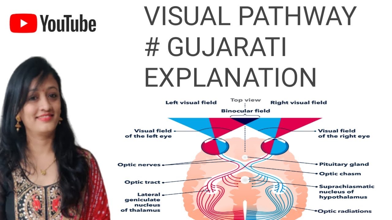Visual Pathway / Special senses /Physiology in Gujarati - YouTube