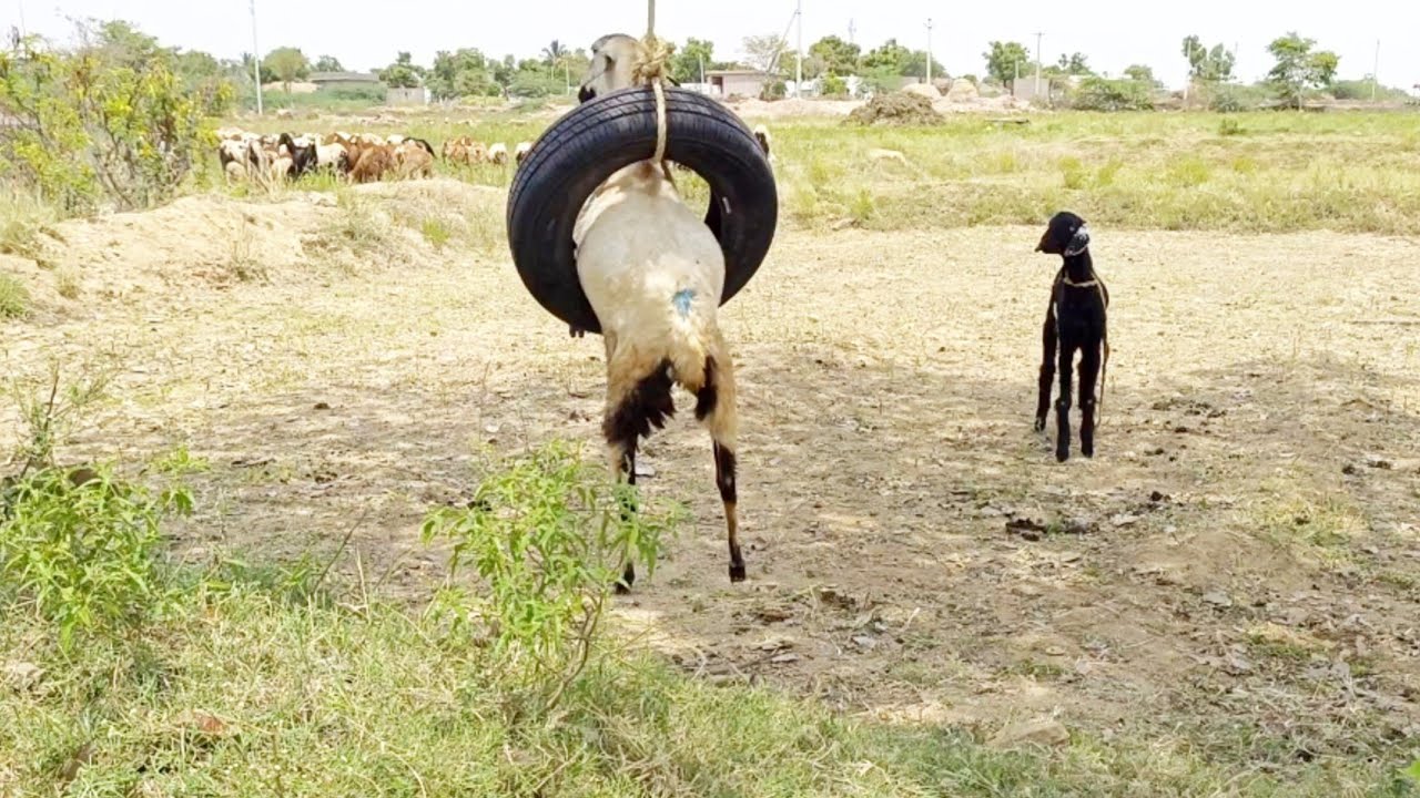 sheep stuck in a rope tyre swing-sheep gets it self stuck in tyre swing ...