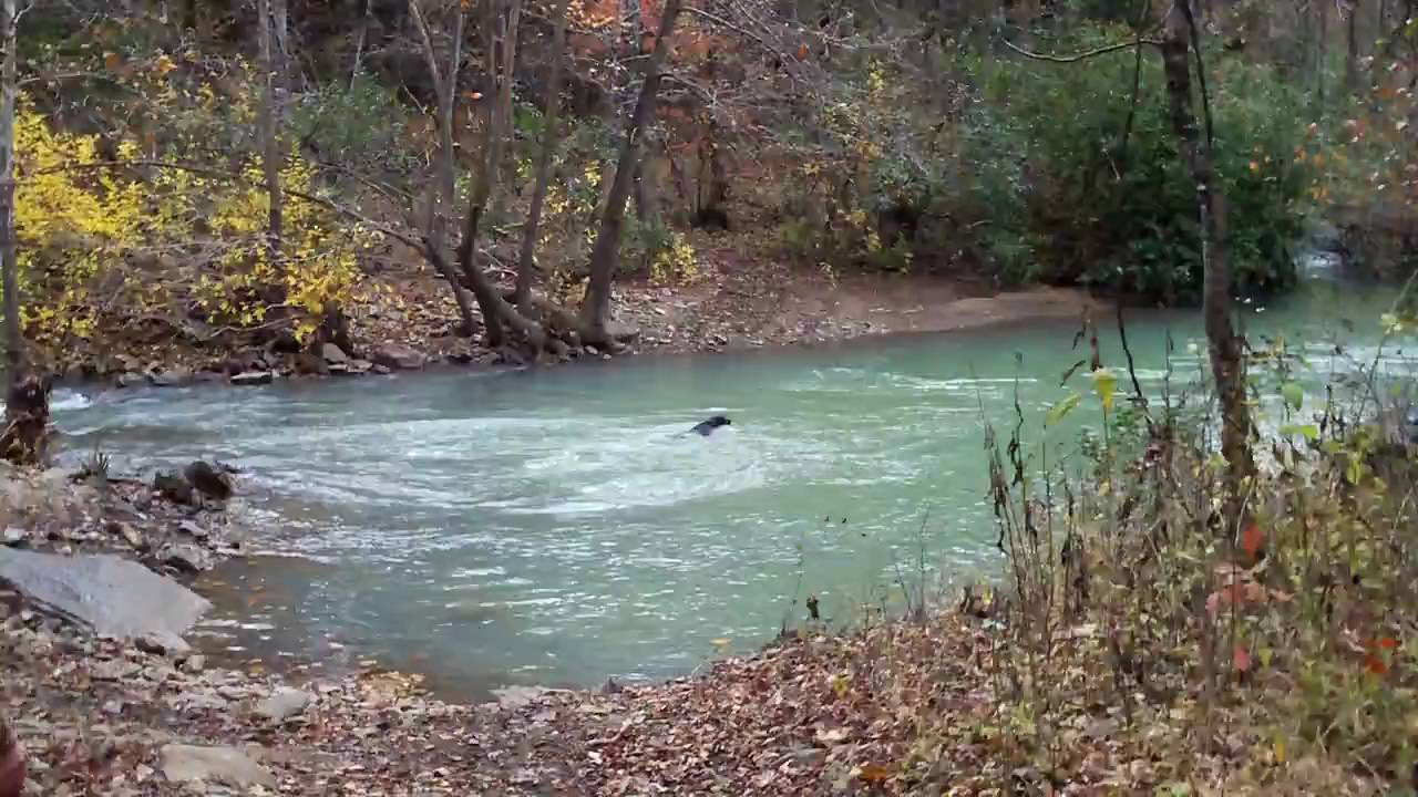 Lab fetching stick in Falling Water stream - YouTube