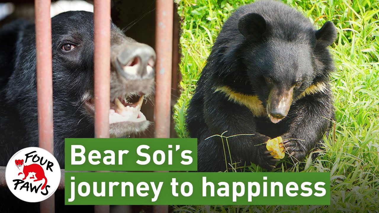 Bear Soi`s journey to his safe haven - YouTube
