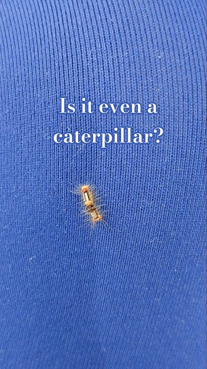 Do you know what it is? a caterpillar? how a caterpillar move forward, move backward, turn ...
